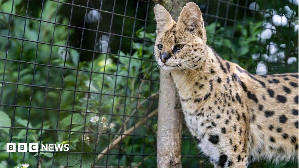Welwyn big cats caused 'unnecessary' suffering - trial - BBC News