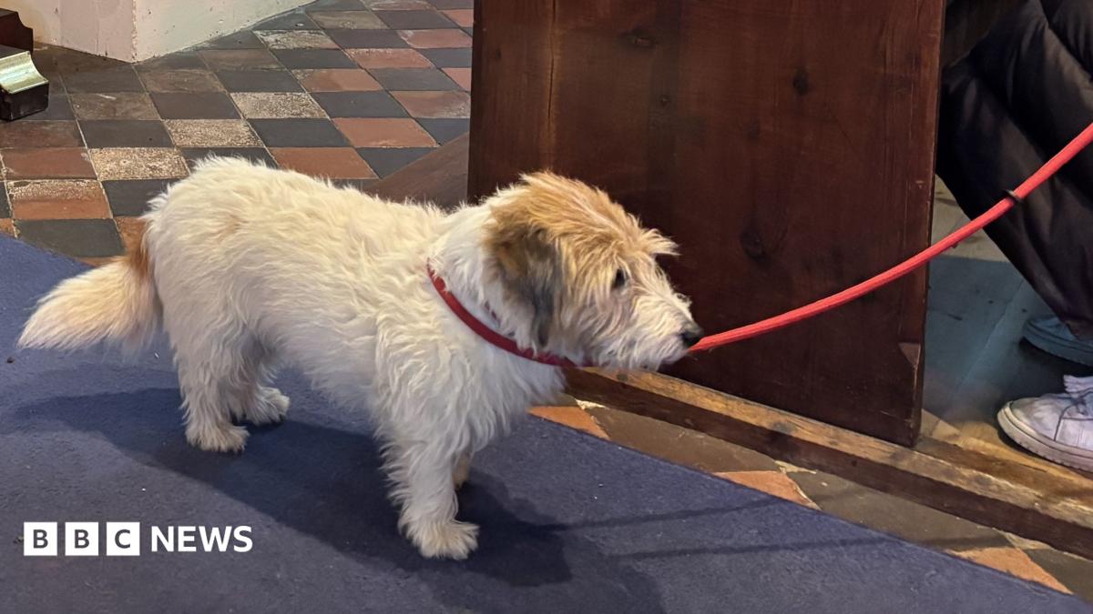 Dogs attend Mount Bures church for Christmas Eve service - BBC News