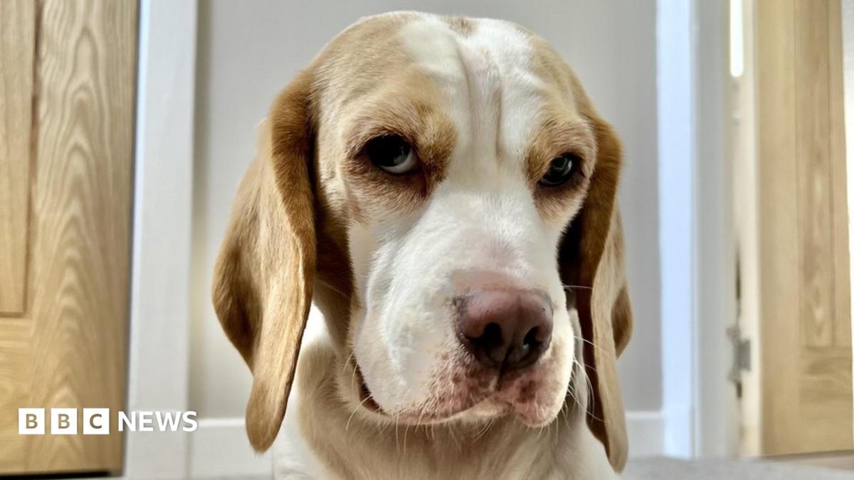 Couple camped in woods for a week to find lost dog - BBC News