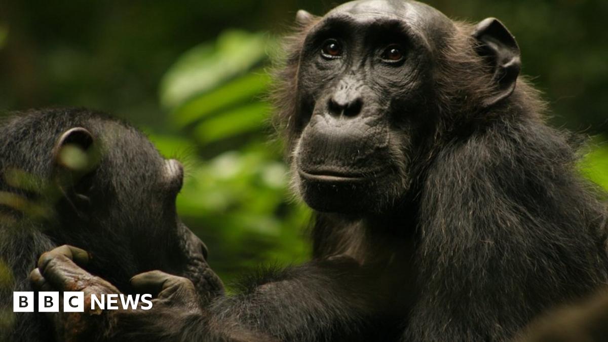Watched chimps change their hunting habits - BBC News
