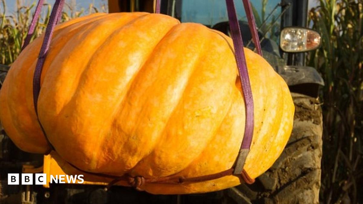 'Heavier than baby elephants' pumpkin wins growing prize - BBC News