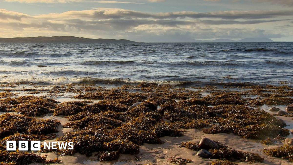 Probe into alleged scallop dredging in protected area - BBC News