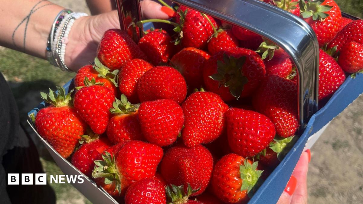 South East farmers say 'pick your own' is being exploited by some - BBC ...