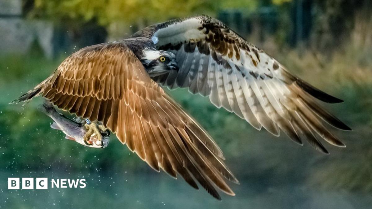 Daniel Hauck: 'I'm inspired by photographing wildlife around me' - BBC News