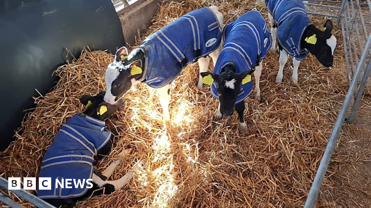 Powys dairy farm cow gives birth to rare quadruplets - BBC News