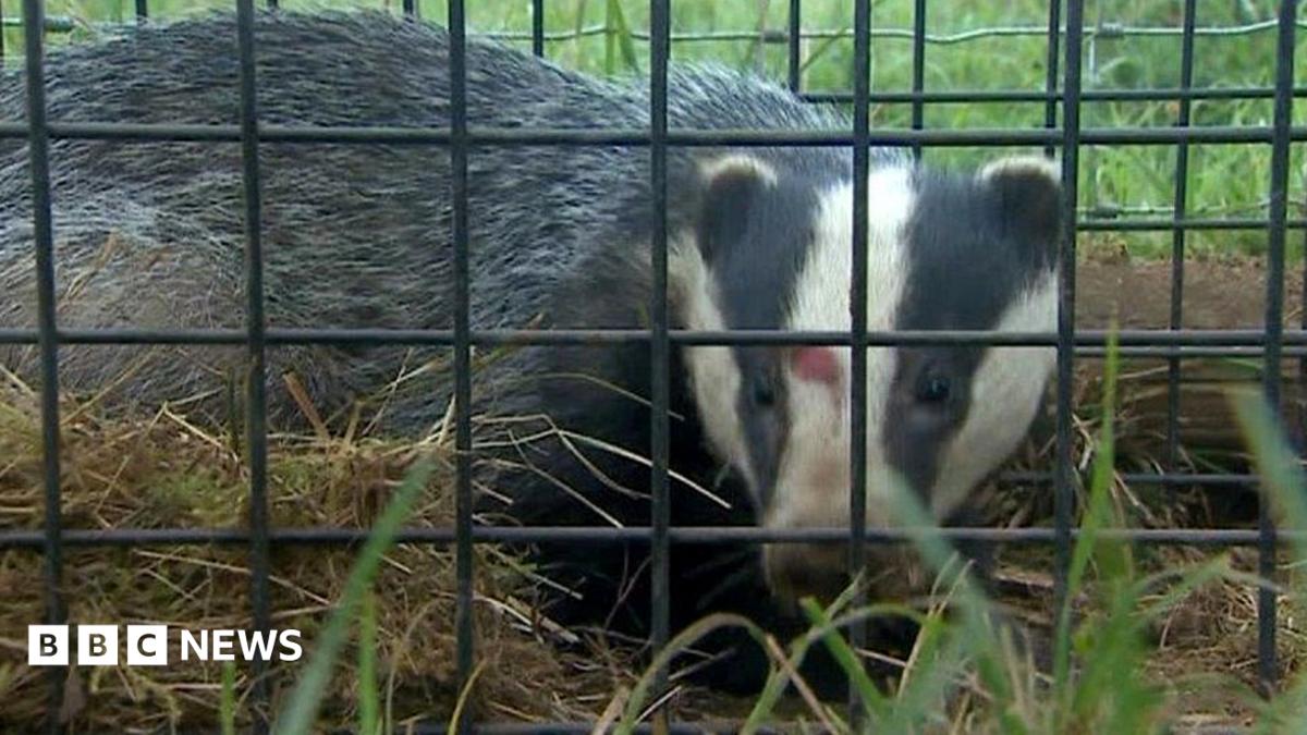 Badger kill trial farms revealed after Welsh Government 'error' - BBC News