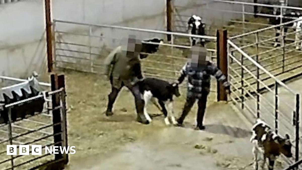Cattle ban for Shropshire man over animal cruelty offences - BBC News