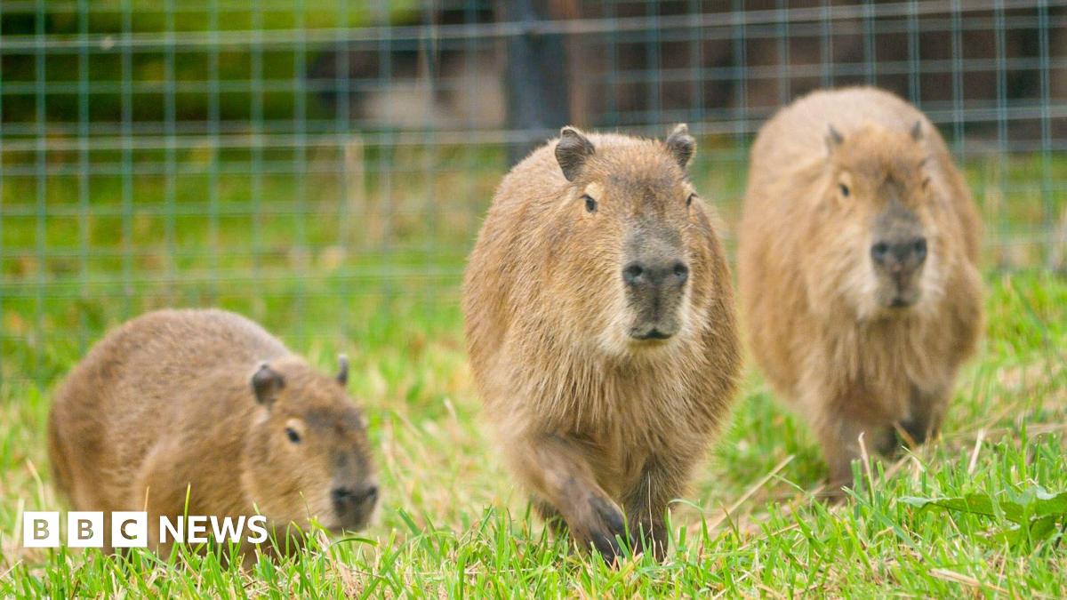Capybara trio settling in at new home in North Somerset - BBC News