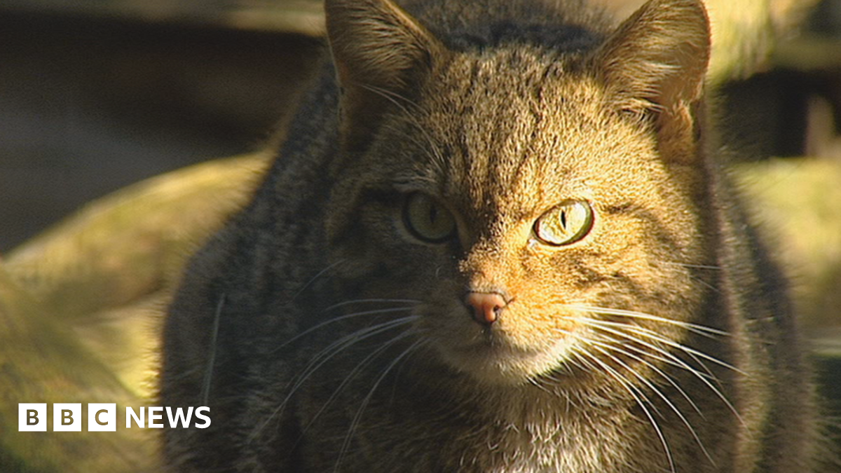 Scotland's wildcats 'functionally extinct' in the wild - BBC News