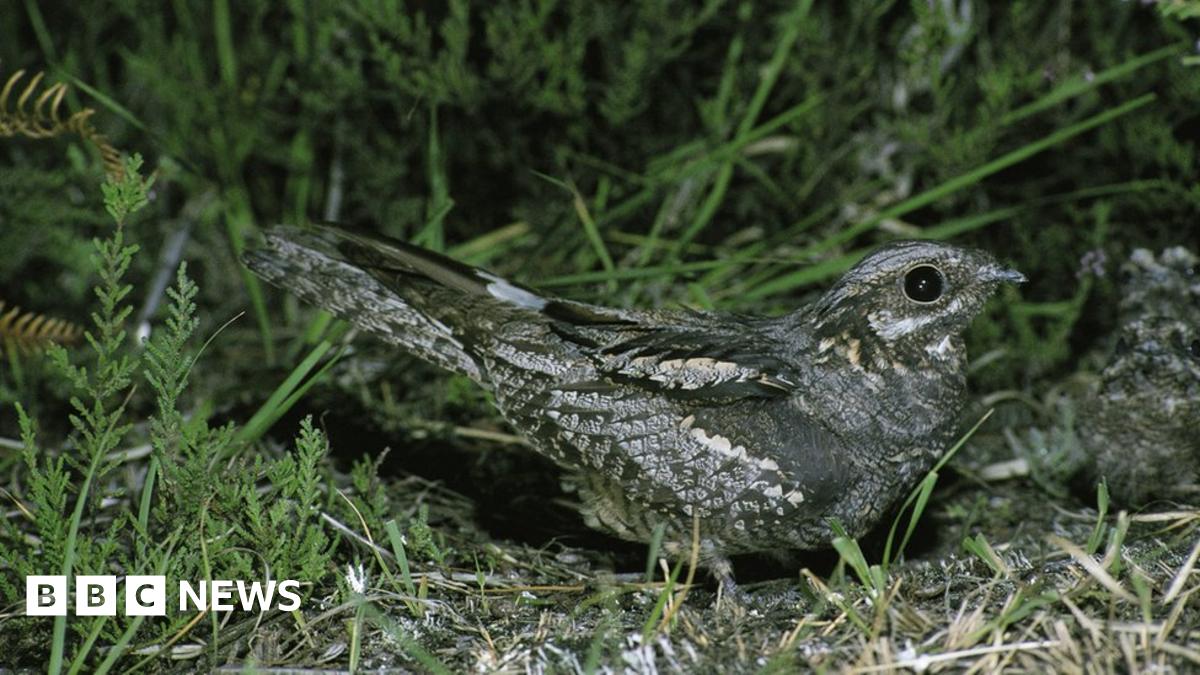 Wildlife trust takes step to protect ground-nesting birds - BBC News