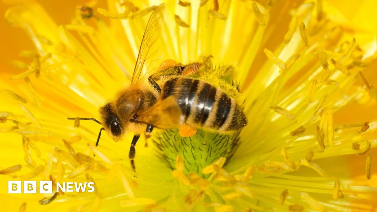'Banned' bee-harming pesticide approved for use, despite expert advice ...