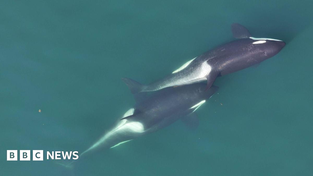 Killer whales make tools from kelp to 'massage' each other - BBC News