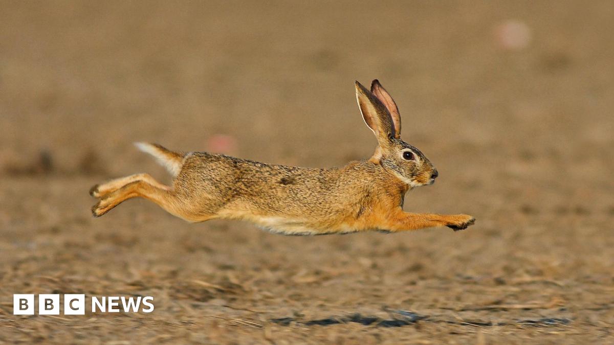 Three sentenced for hare coursing offences near Boston - BBC News