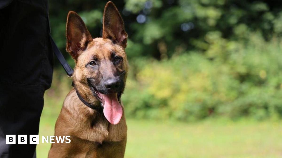Rescue puppy adopted by Nottinghamshire Police - BBC News