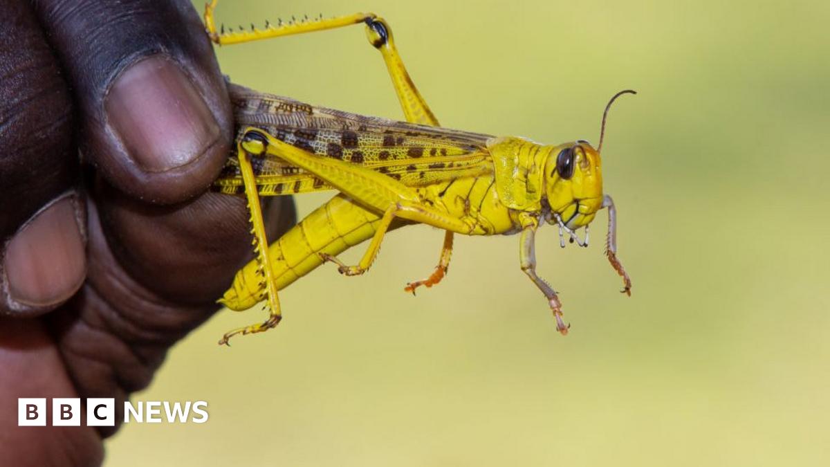 Locust swarms: South Sudan latest to be hit by invasion - BBC News