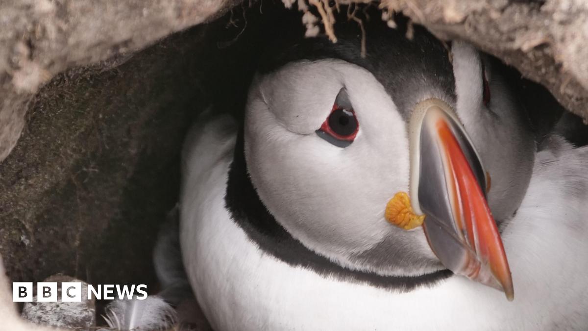 Farne Island 'puffin cam' attracts thousands of viewers - BBC News