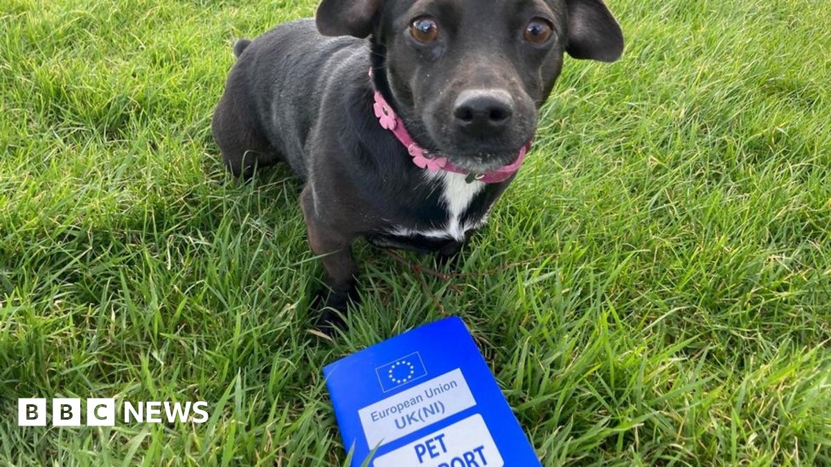 Brexit: Checks on pets travelling from GB to NI delayed - BBC News