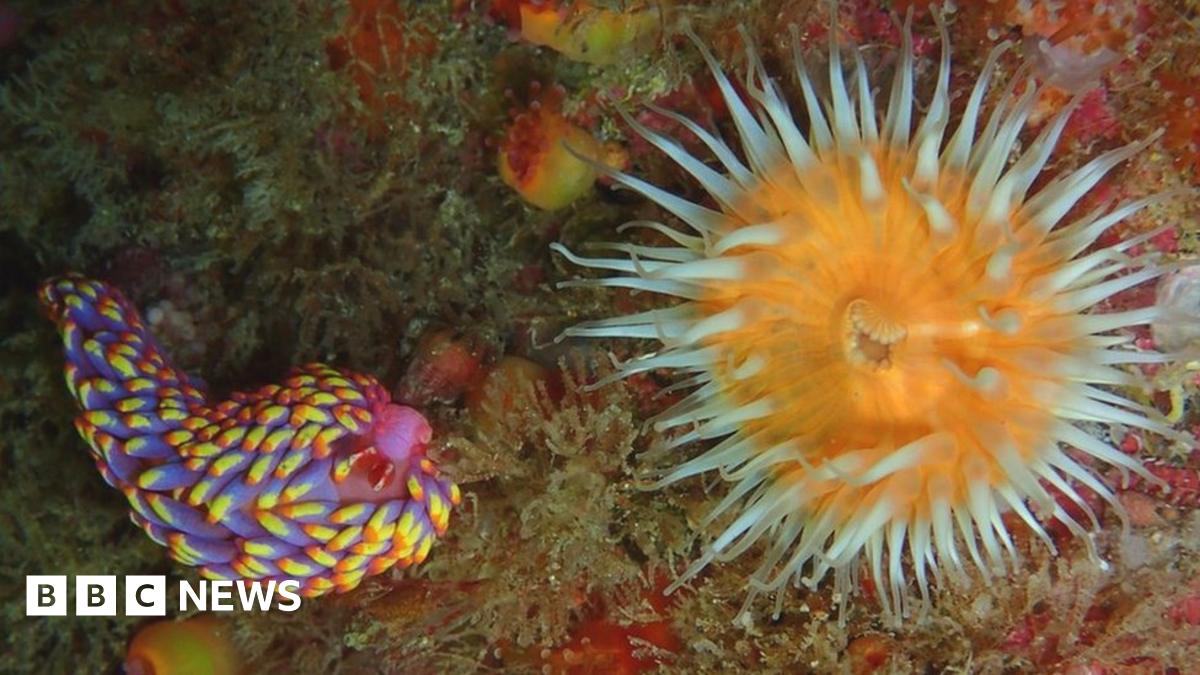 Rare sea slug thought to be first for UK waters - BBC News