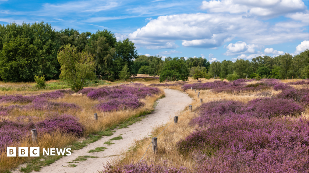 Wild flowers attract rare bees back to Pelsall Common - BBC News