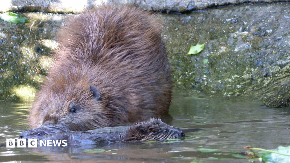 First beaver kits born on Lowther Estate in Cumbria - BBC News