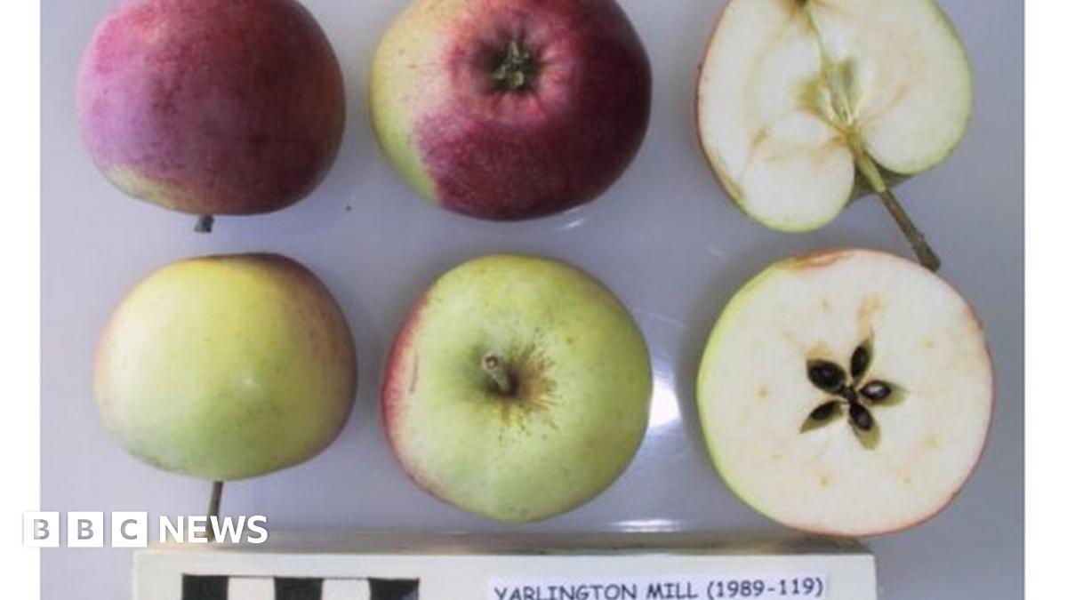 Boom in small orchards revives 'hundreds' of lost apple varieties - BBC ...