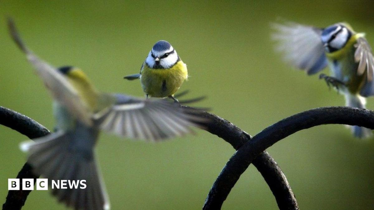 Big Garden Birdwatch: Thousands join RSPB weekend - BBC News