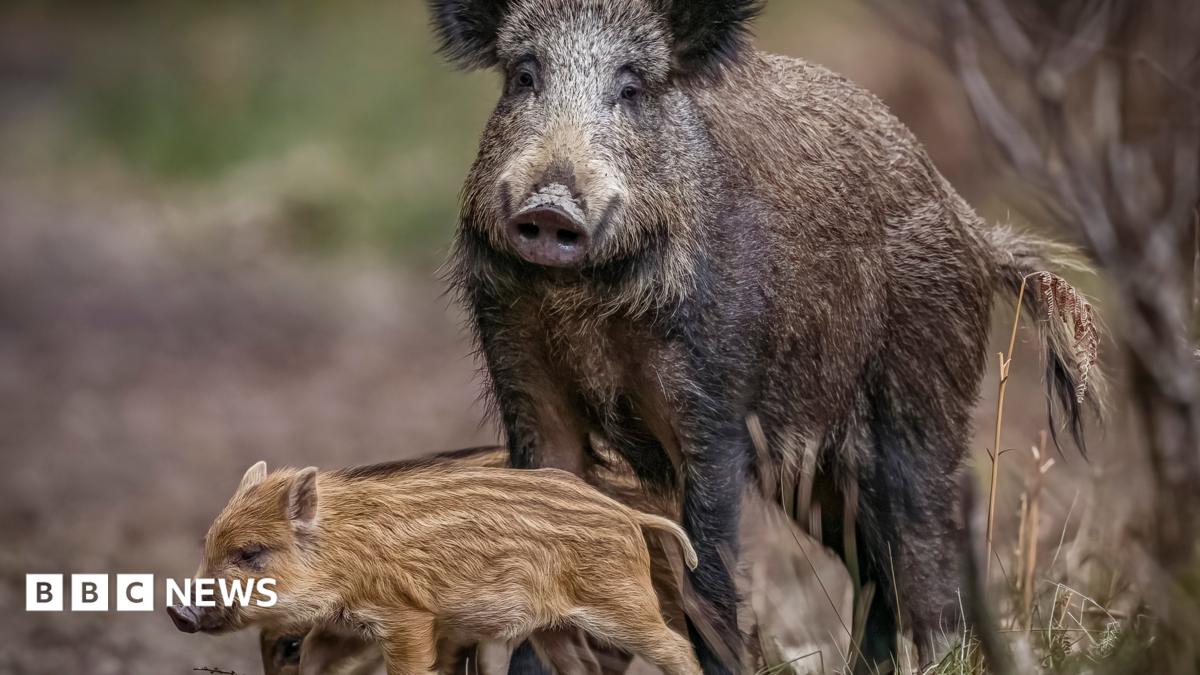 NHS worker wins Countryfile competition with elusive boar photo - BBC News