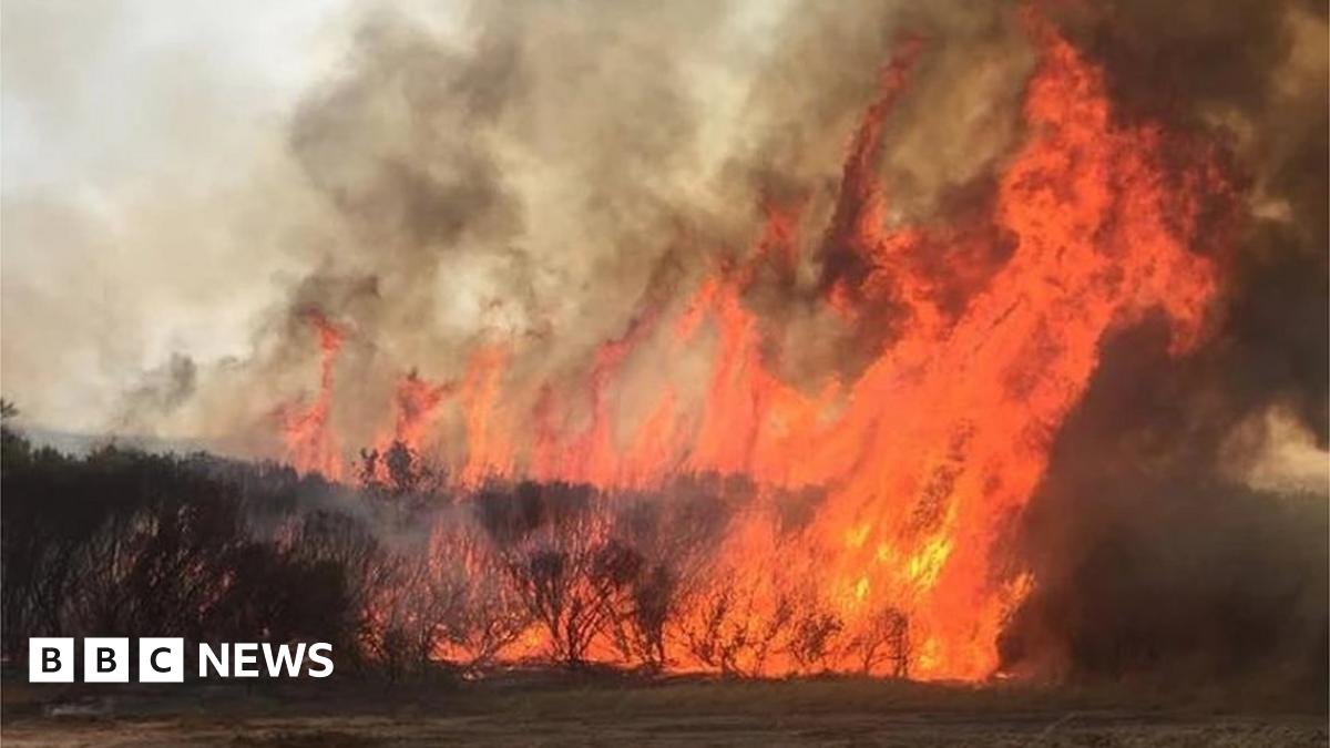 Australia fires: Workers killed during 'horse rescue' - BBC News