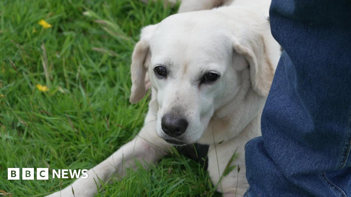 Devon charity left 'picking up the pieces' from dog breeder - BBC News