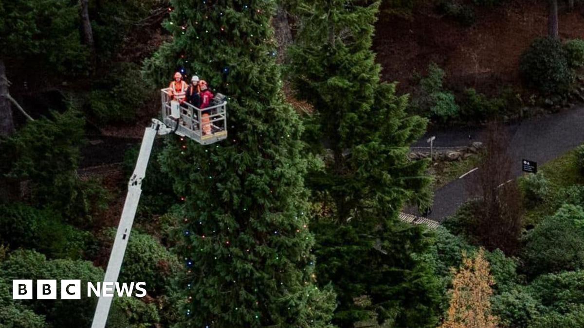 Decorating the world's tallest Christmas tree at National Trust ...