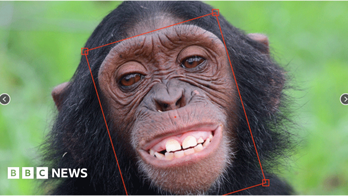 Facial recognition tool tackles illegal chimp trade - BBC News