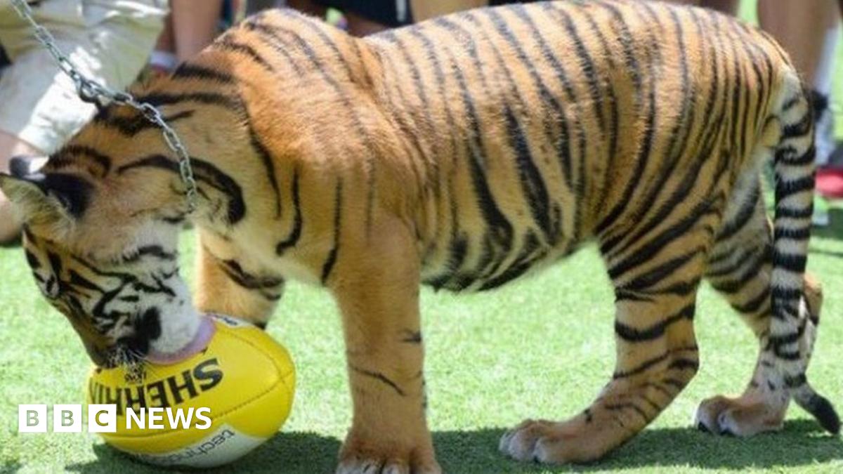 Tiger attacks keeper at 'Crocodile Hunter' Steve Irwin's zoo - BBC News