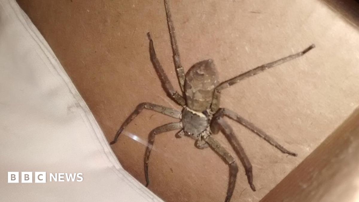 Huntsman spider found by Suffolk staff in shipping container from Japan ...