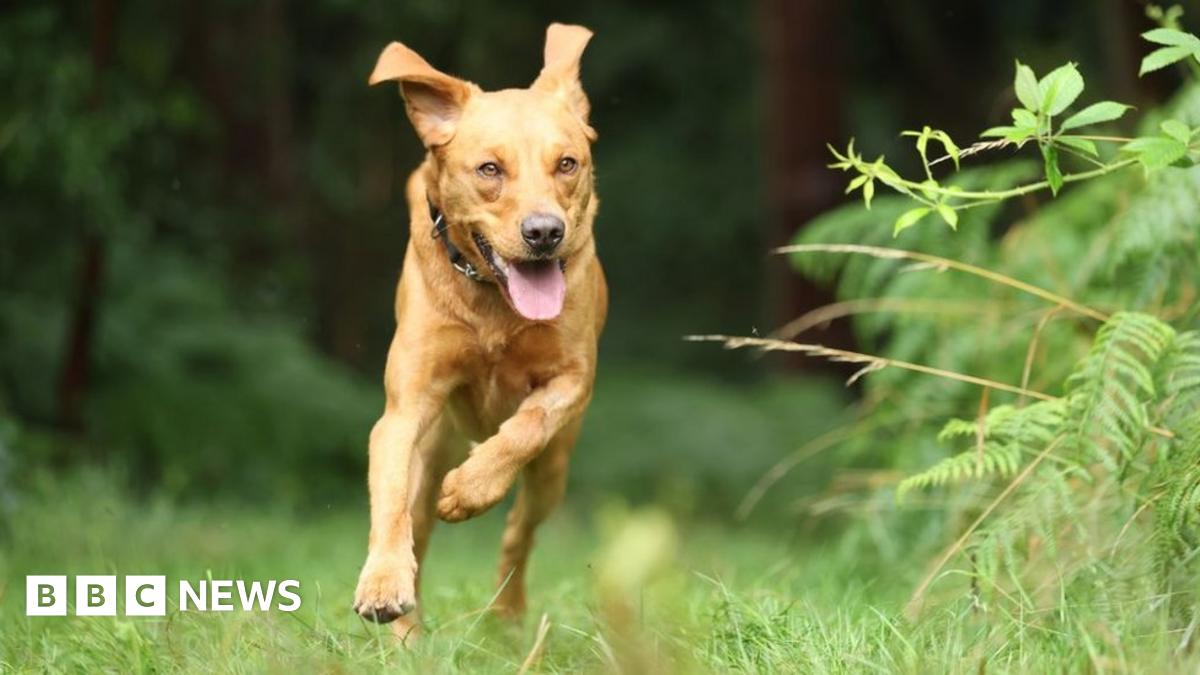 Rescue dogs help Nottinghamshire Police fight crime - BBC News