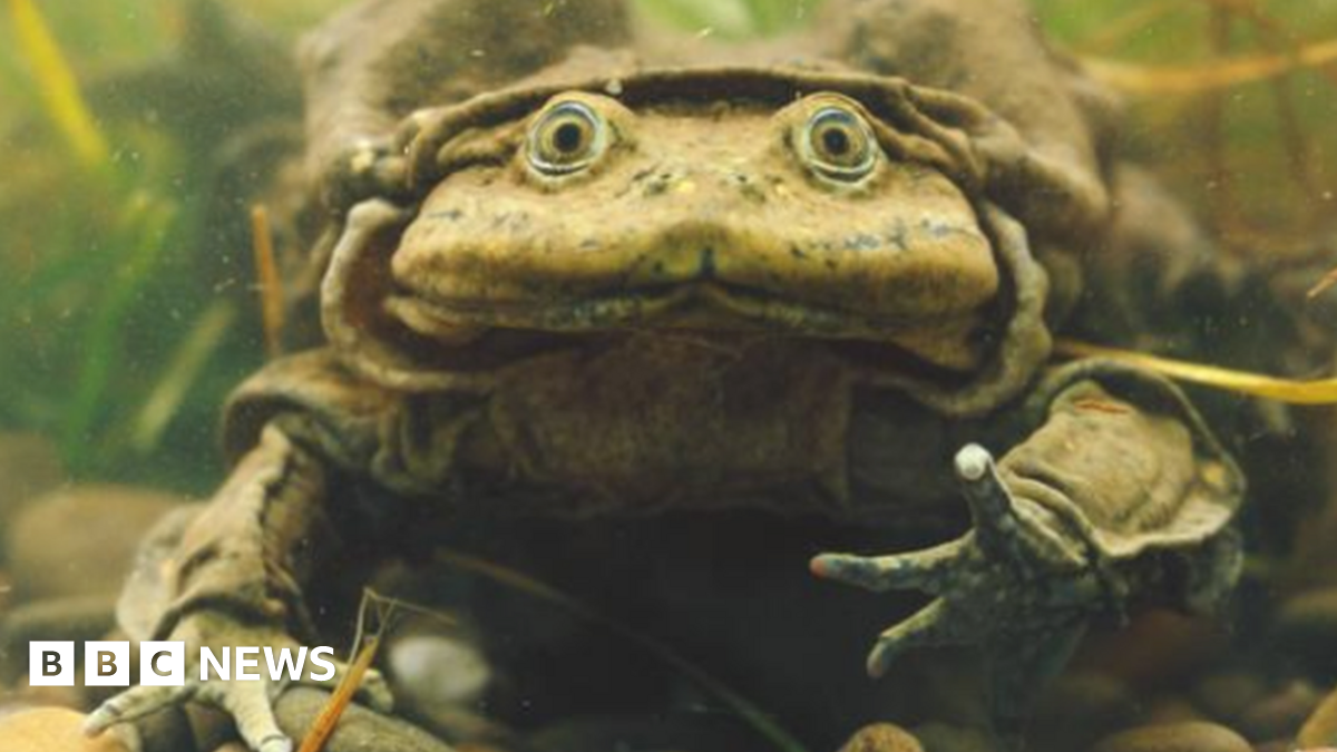 Peru investigates death of 10,000 Titicaca water frogs - BBC News