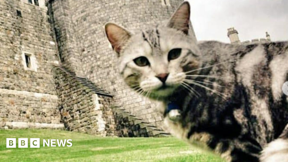 Windsor raises money for statue of 'beloved cat' Dexter - BBC News