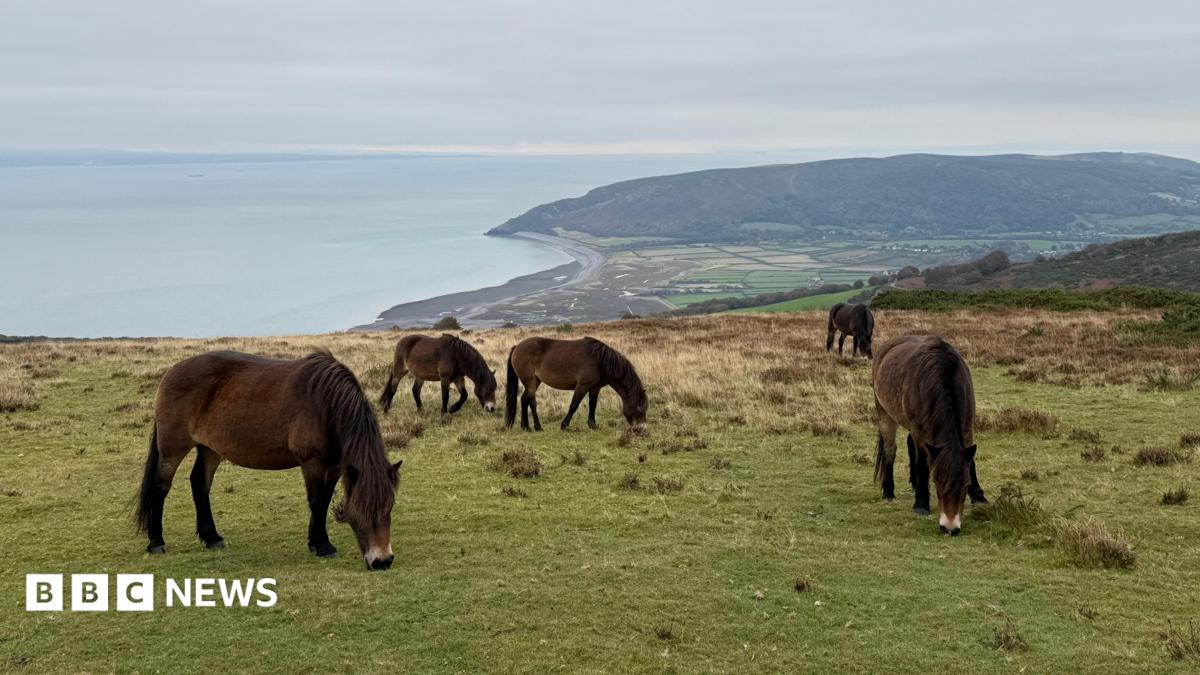 Somerset in Pictures: Idyllic views and a birthday - BBC News