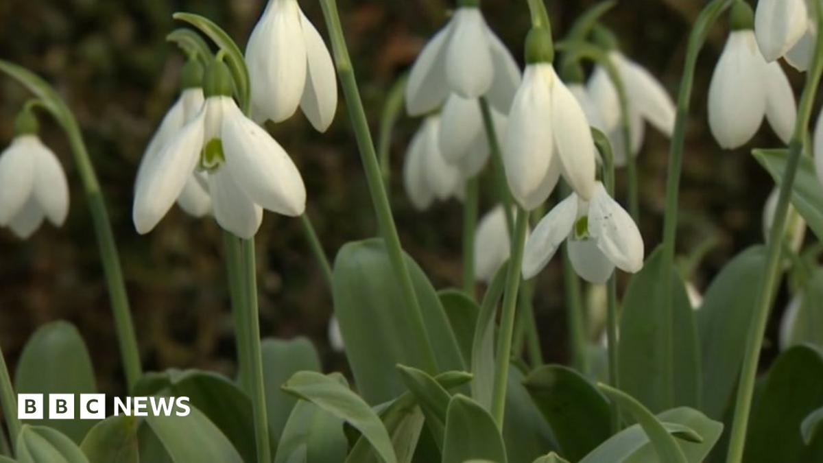 Warwick's Hill Close Gardens has hundreds of snowdrops on display - BBC ...