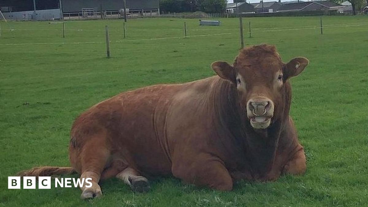 Bull's bid to scratch 'itchy bum' cuts off power to 800 homes - BBC News