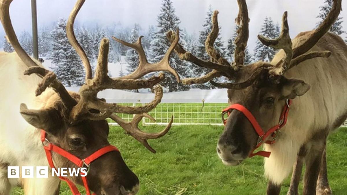 Missing reindeer found after escaping from Elveden Christmas grotto ...
