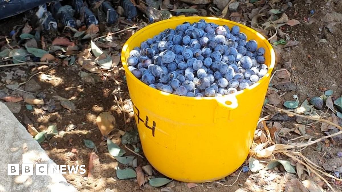 Peru’s ‘fast and furious’ blueberry boom - BBC News