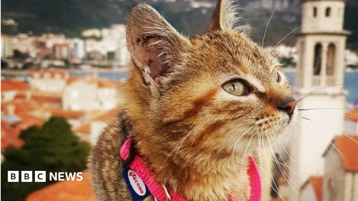 The cat who hitched a lift on a worldwide tour - BBC News