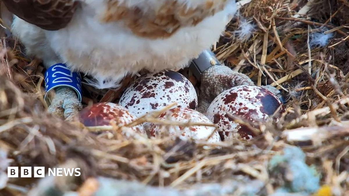 Poole Harbour osprey breeding project finds fourth egg - BBC News