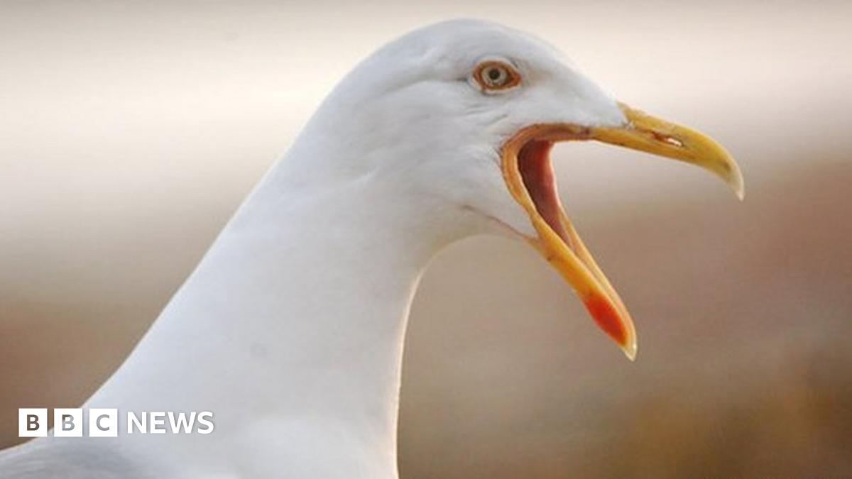 'Scare birds' idea to tackle Denbighshire seagulls - BBC News