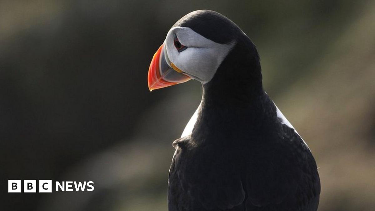Is this still the best place to be a puffin? - BBC News