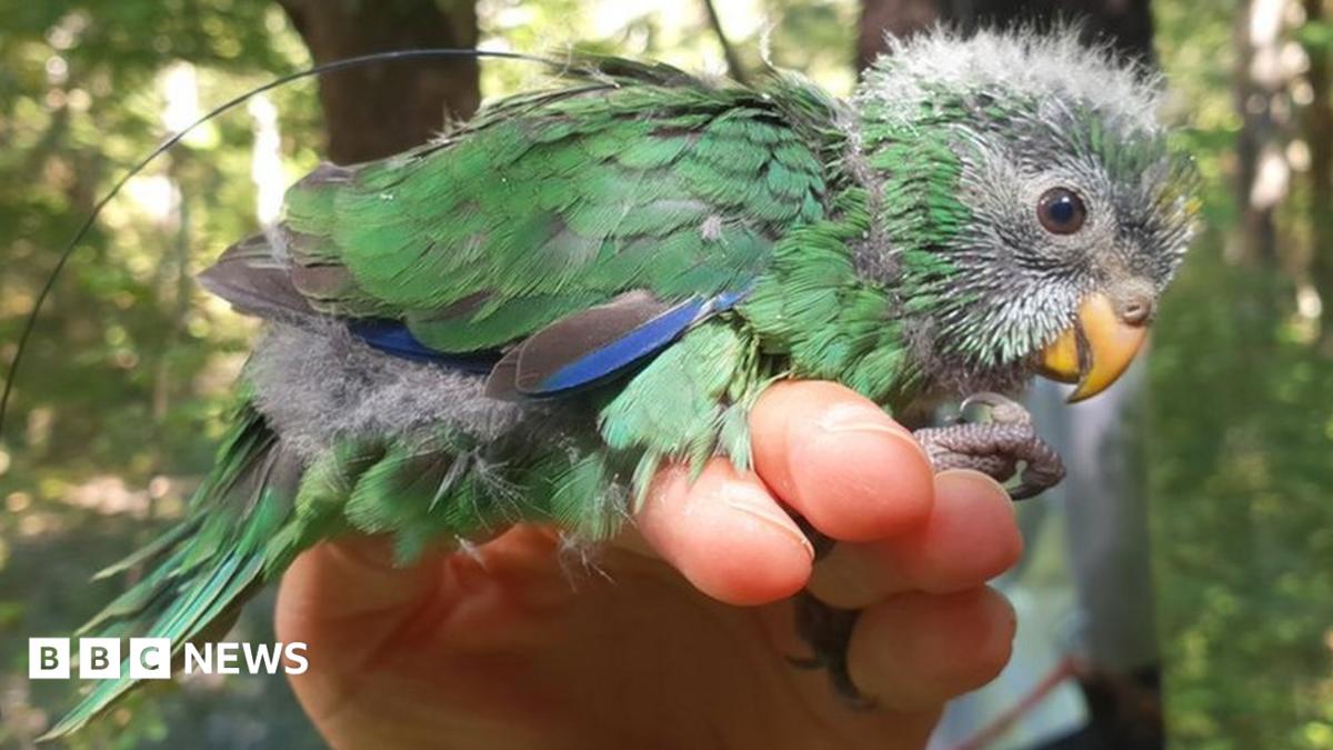 Rare New Zealand parakeet has best breeding season in decades - BBC News