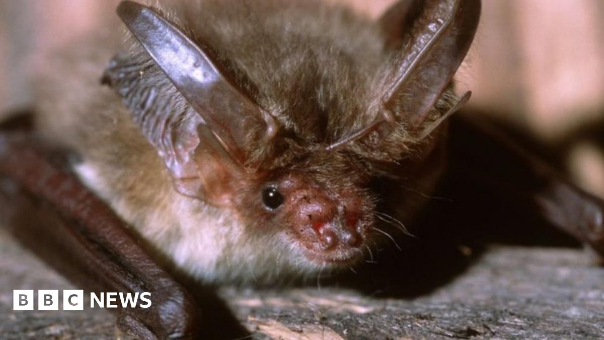 National Trust adapts Oxburgh Hall's roof tiles for bats - BBC News