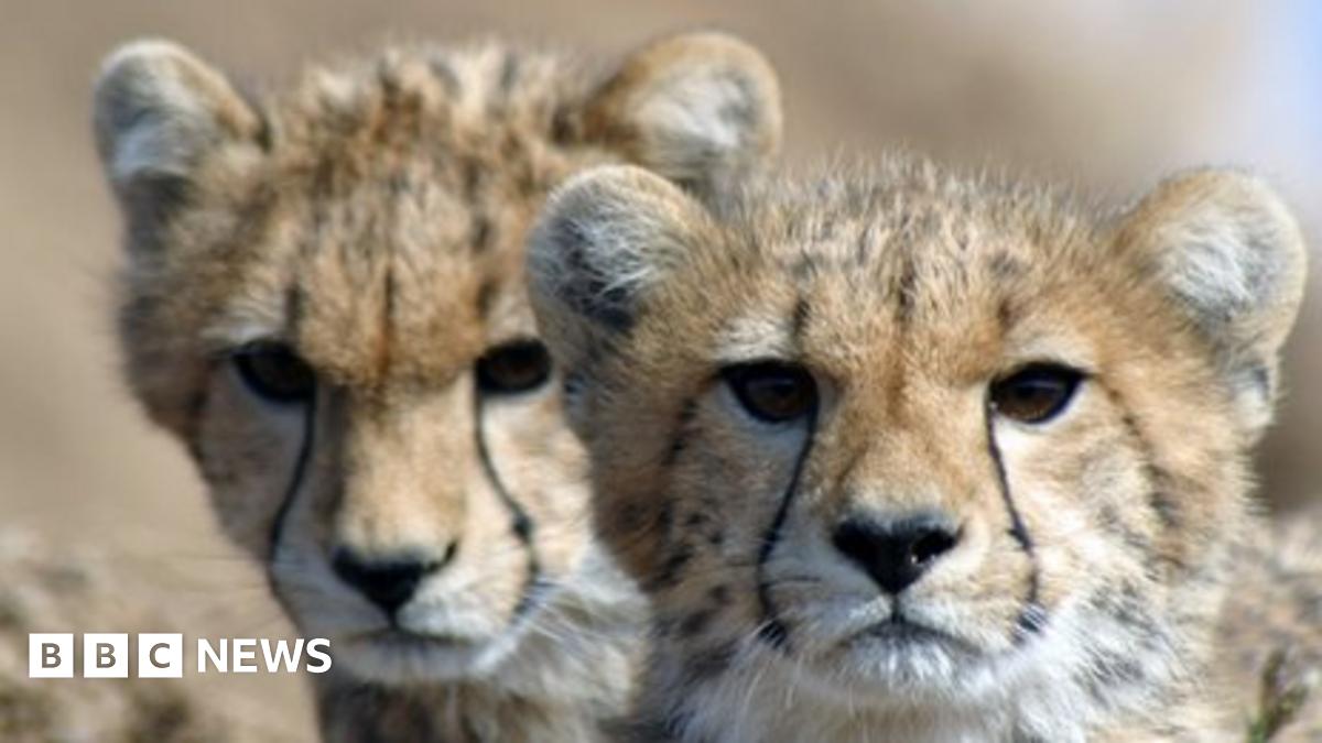 Cheetahs heading towards extinction as population crashes - BBC News