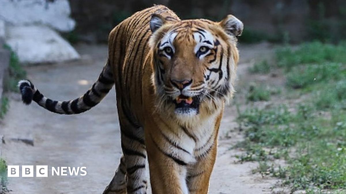 Tiger census: India now has 3,167 tigers, numbers show - BBC News