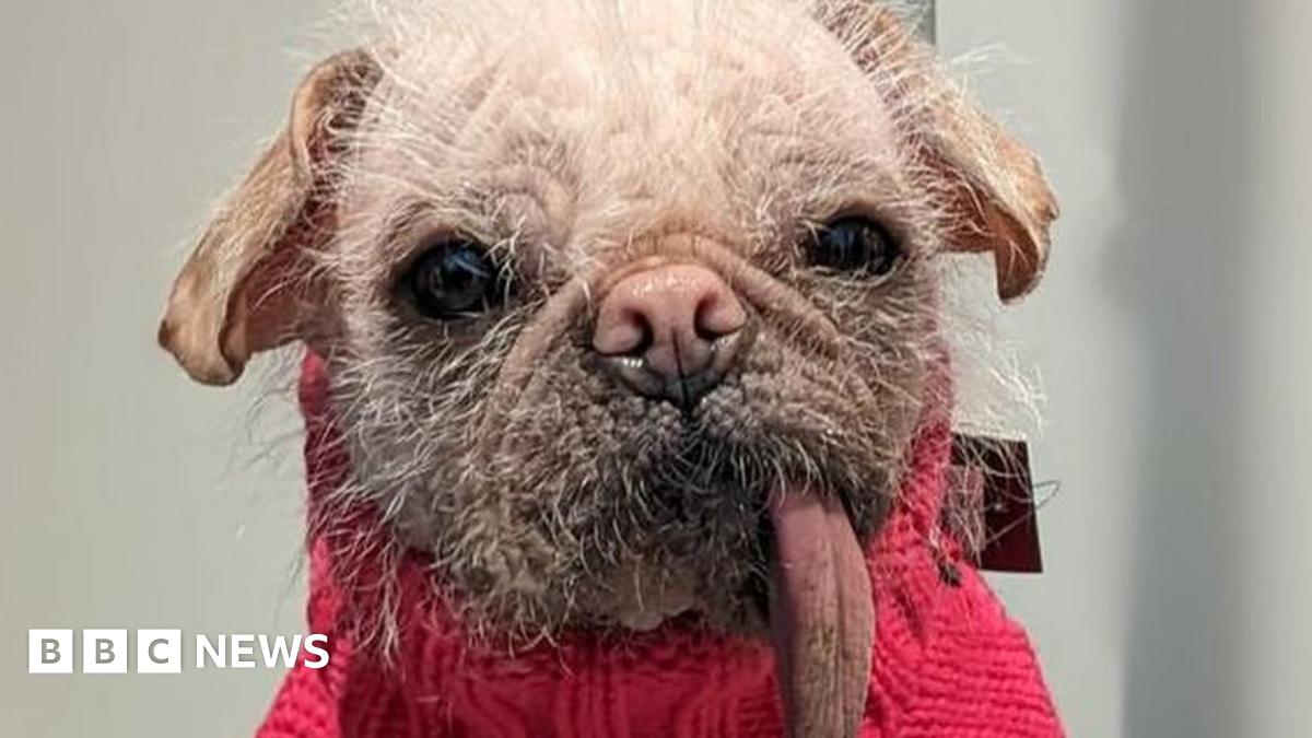 Britain's ugliest dog Peggy gets prize-winning makeover - BBC News
